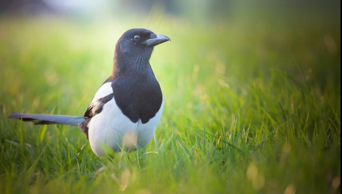 Quiz or List Options for The Modern Magpie Nursery Rhyme