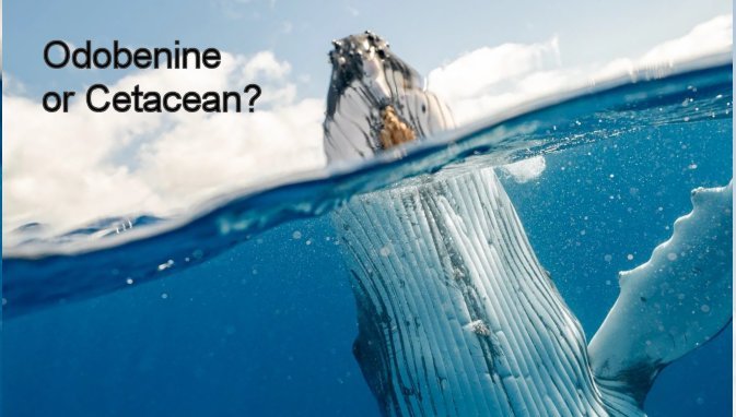 Collateral Adjective